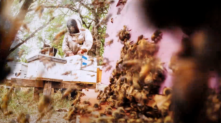 We’re on the TV! 📺🐝 – Charlie Bee Company