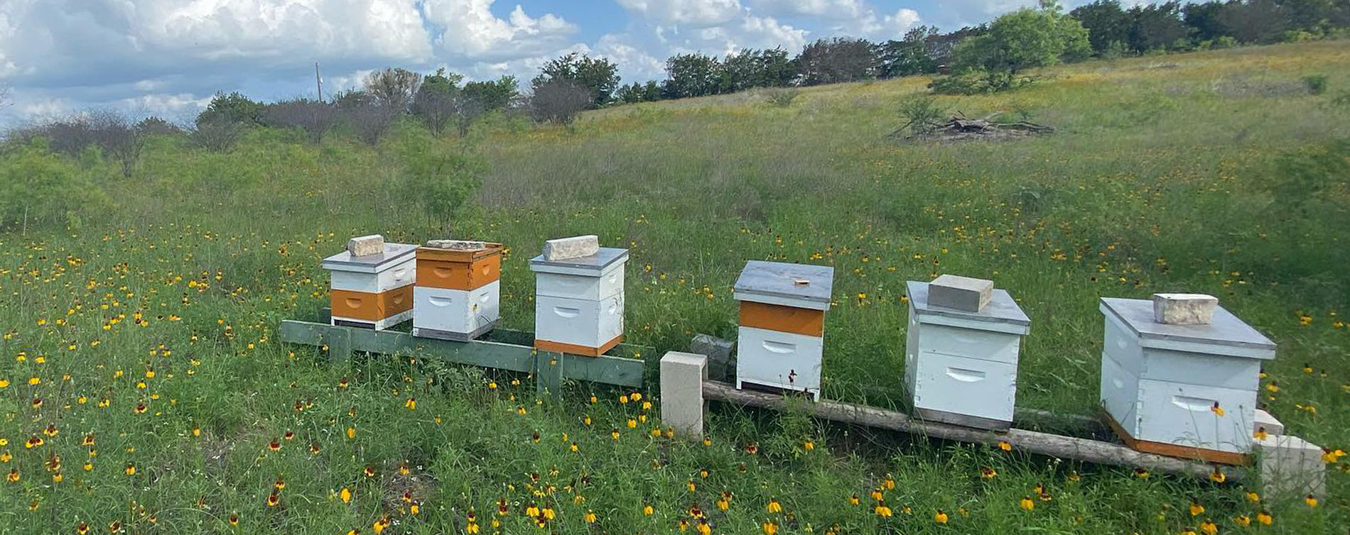 Buy Bees – Charlie Bee Company