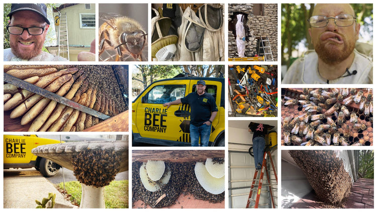 Bee Removal Texas | Bee NUCS Texas | Bee Supplies Texas|Charlie Bee Company