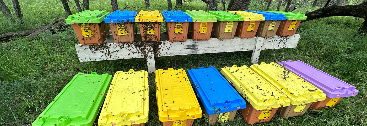 Charlie Bee Company - TEXAS!